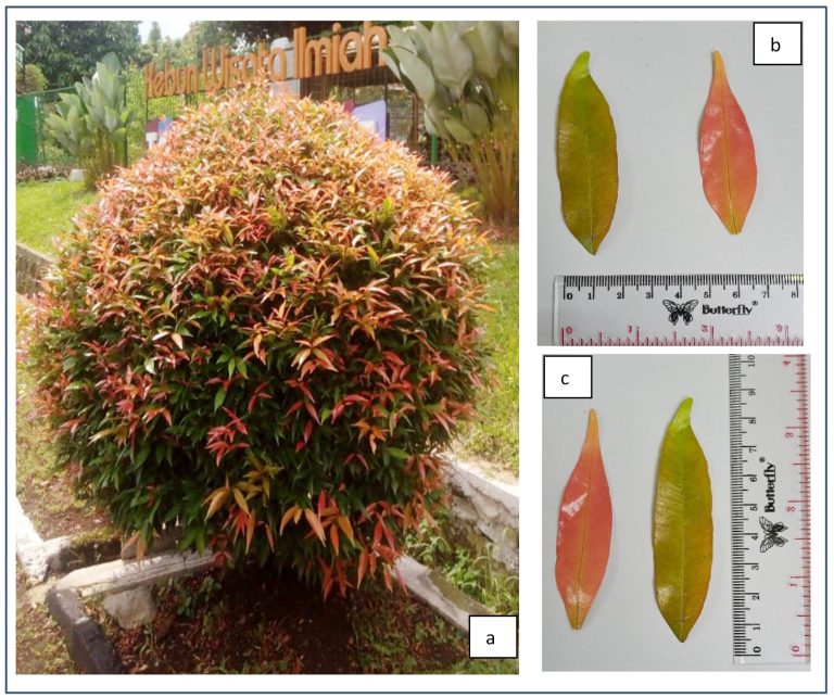 FMIPA UI Doctoral Innovation: Red Shoot Leaves, an Ornamental Plant ...